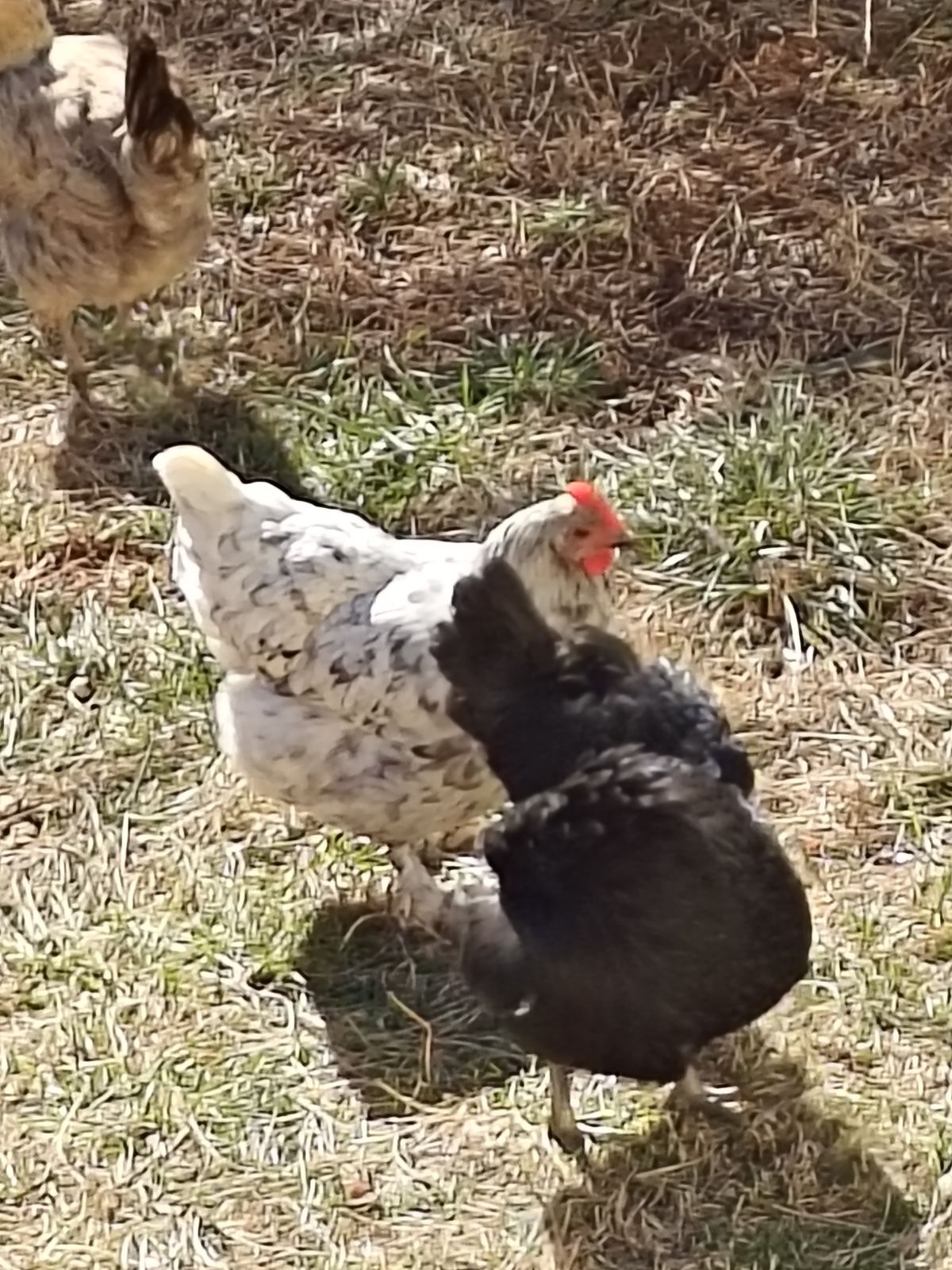 I compared the OnePlus 12 and 12R cameras. The results were surprising ...