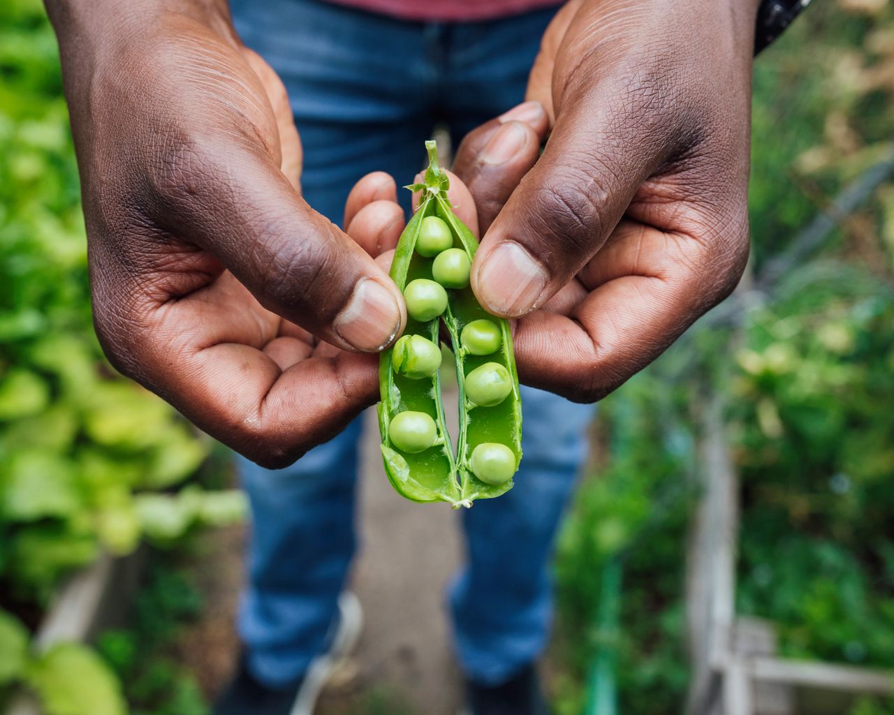 How And When To Harvest Peas For The Freshest Flavor | Gardening Know How