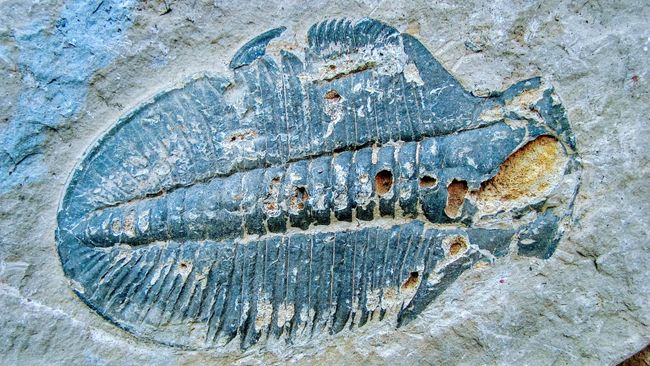 What was the first animal on Earth? | Live Science