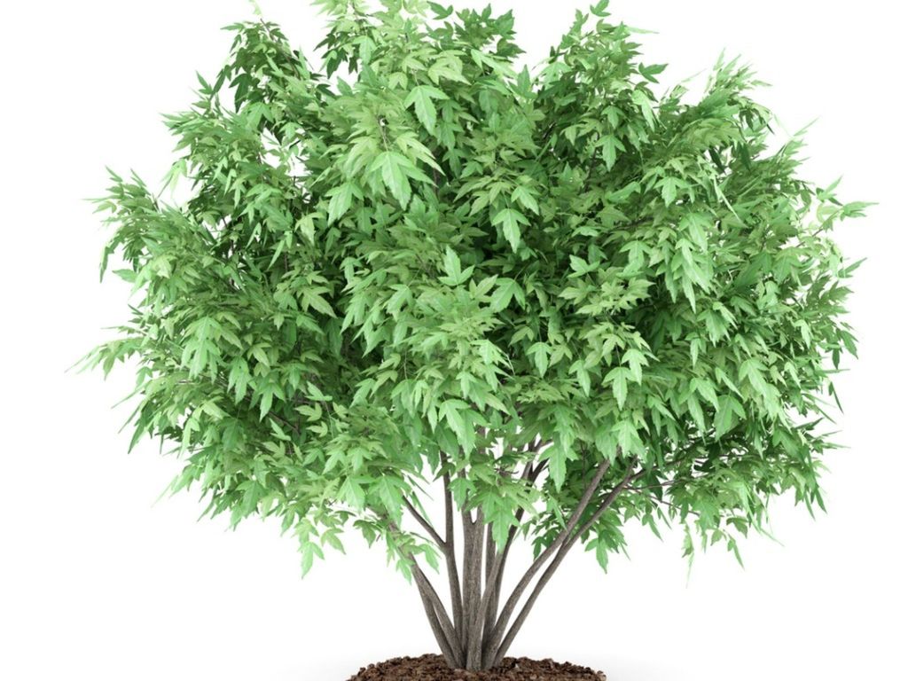 Clump Maple Trees: Popular Maple Clumping Varieties | Gardening Know How