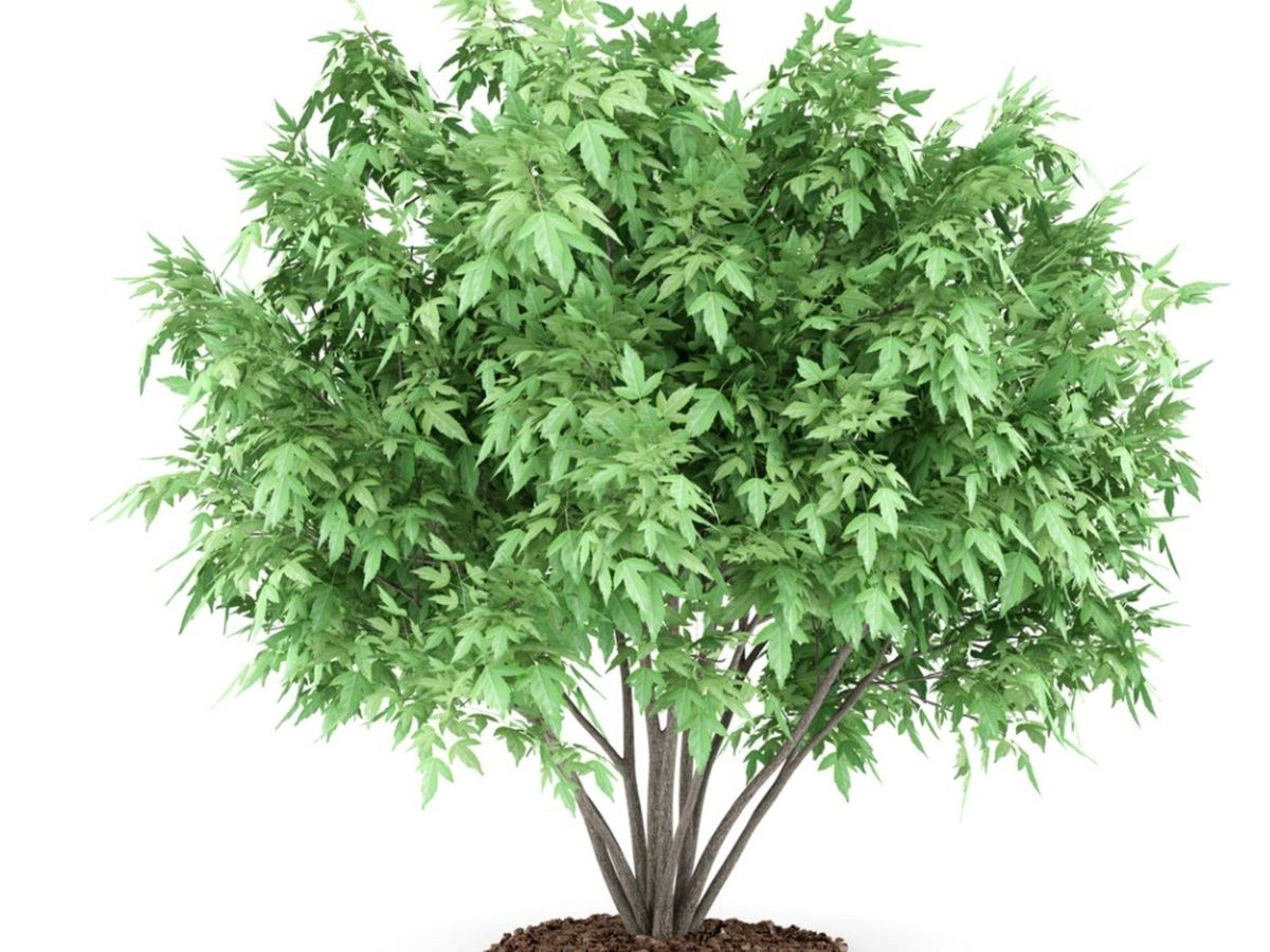 Clump Maple Trees: Popular Maple Clumping Varieties | Gardening Know How