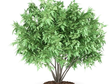 Tips & Information about Maple Trees | Gardening Know How