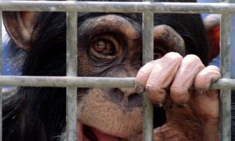 Should we limit medical testing on chimps? | The Week