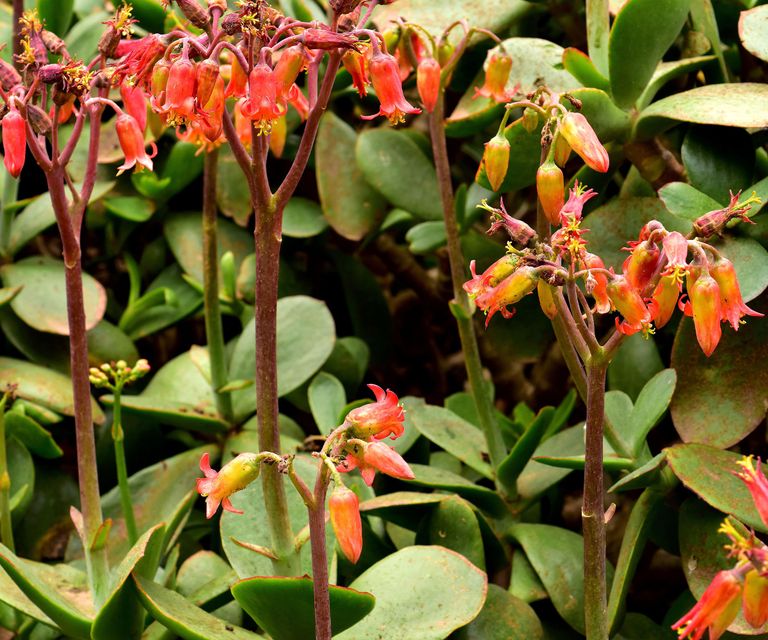 8 Easygoing Kalanchoe Varieties All Plant Lovers Should Know ...