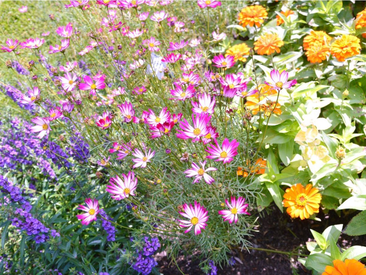 Pacific Northwest Annuals – Annual Flowers For Northwestern States ...