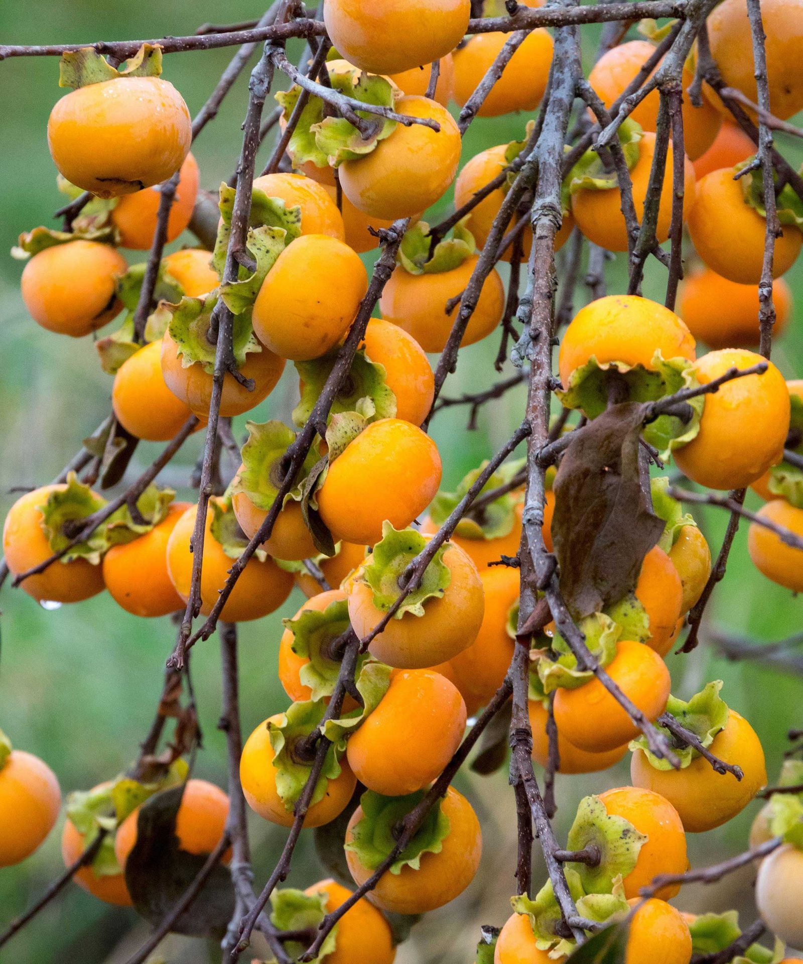 How to plant persimmon seeds: pro growing tips | Homes and Gardens