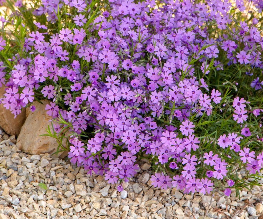 Best ground cover plants: 12 options for flowers and foliage | Homes ...