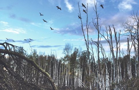 Autumn watercolours: How to capture fall | Creative Bloq