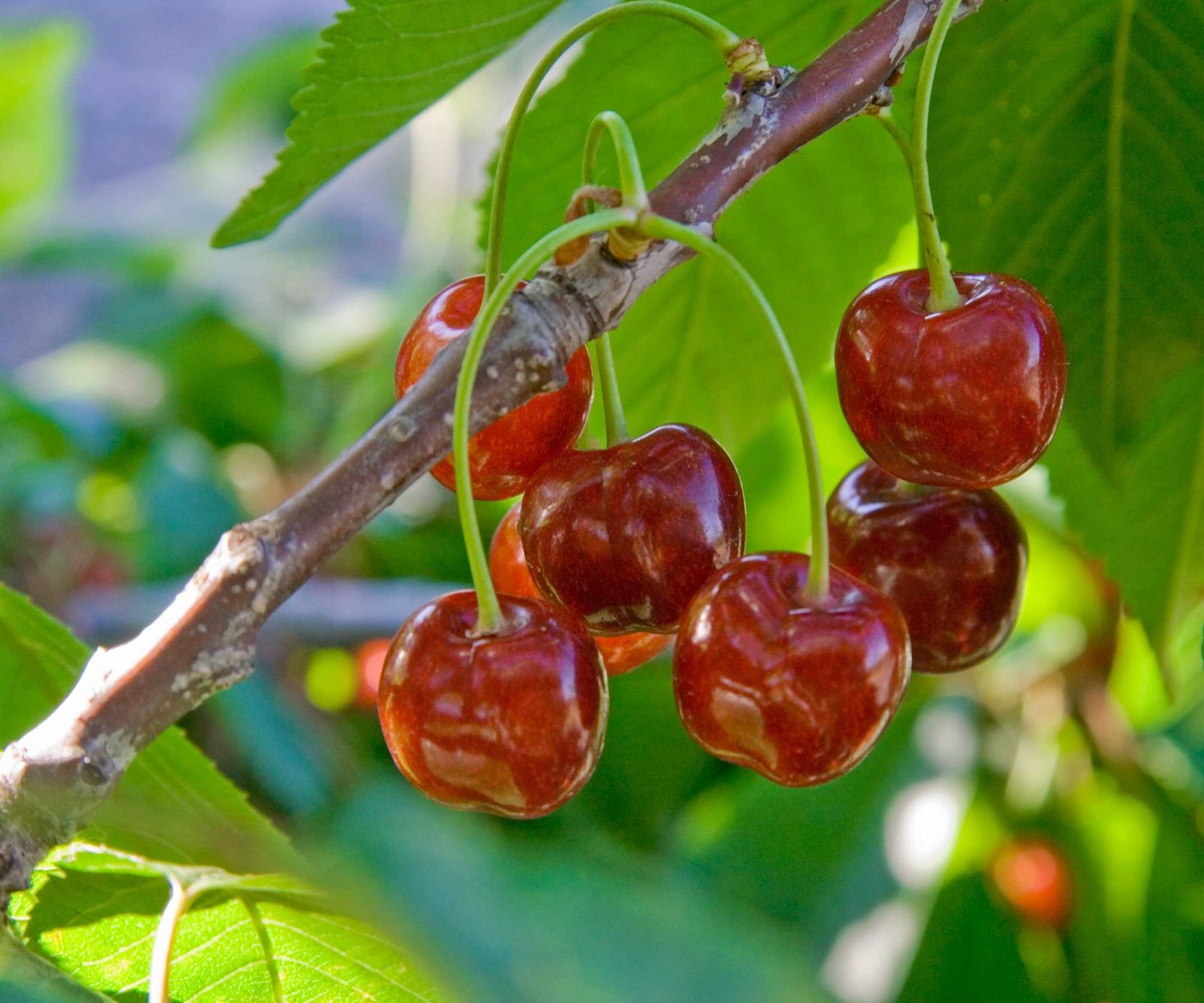 How to grow a cherry tree from seed: expert tips | Homes and Gardens