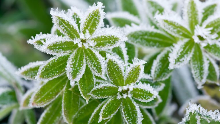 When is the first frost in my area? Here's how to find out | Ideal Home