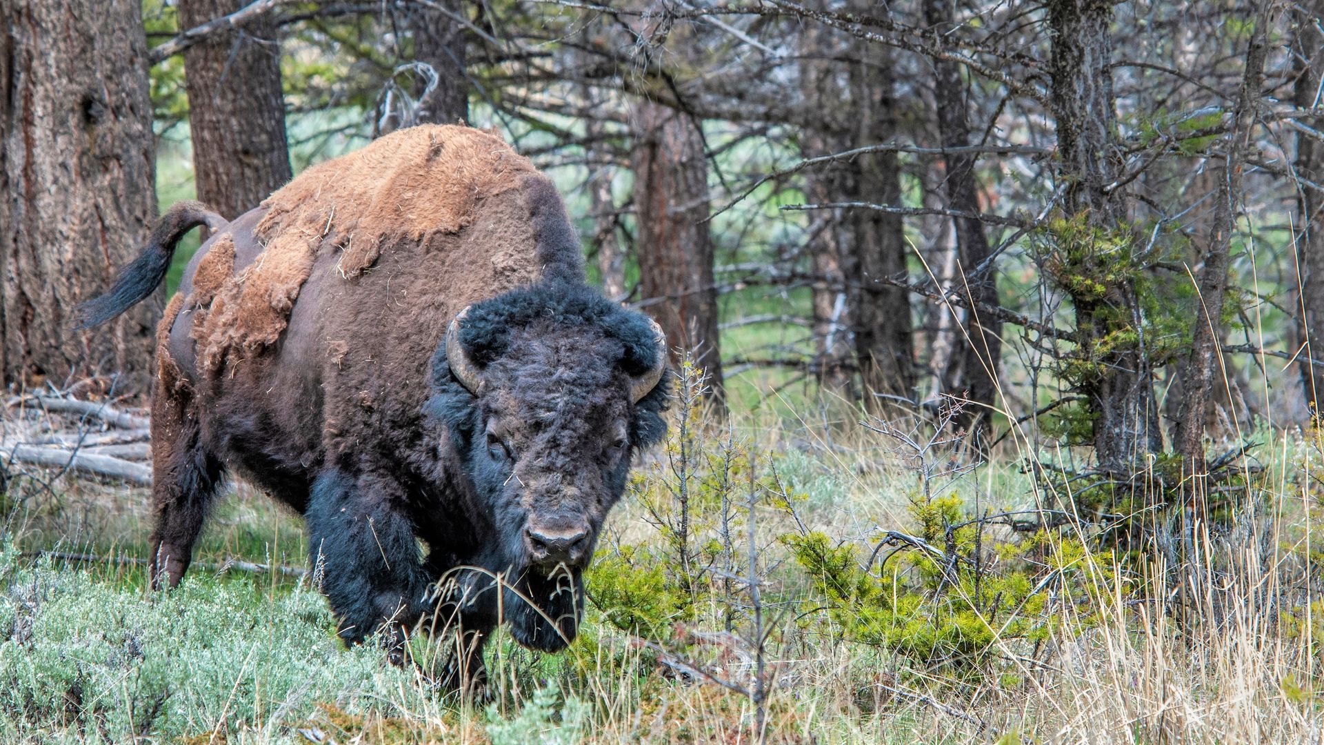 Enraged bison knocks Yellowstone tourist off his feet and pins him to ...