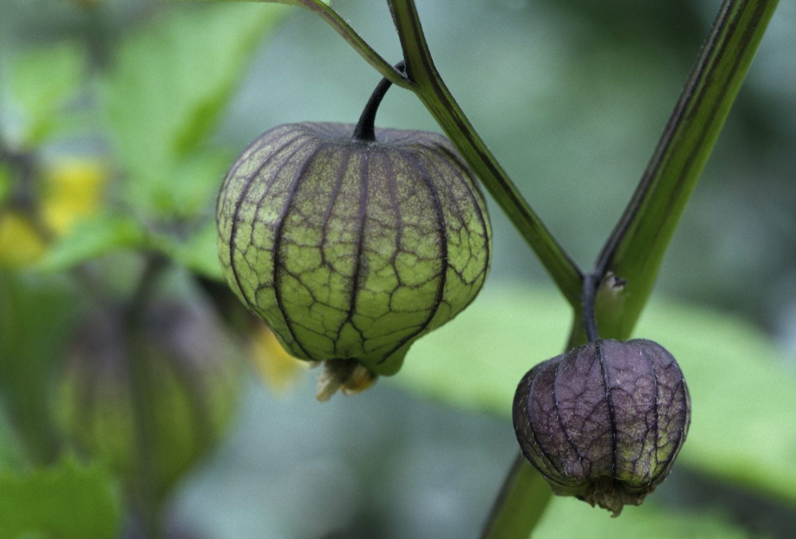 Tomatillo Harvesting - How To Tell If A Tomatillo Is Ripe | Gardening ...
