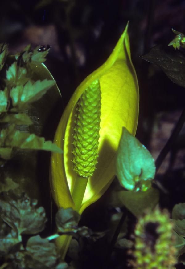 Hold Your Nose: 7 Foul Flowers | Live Science