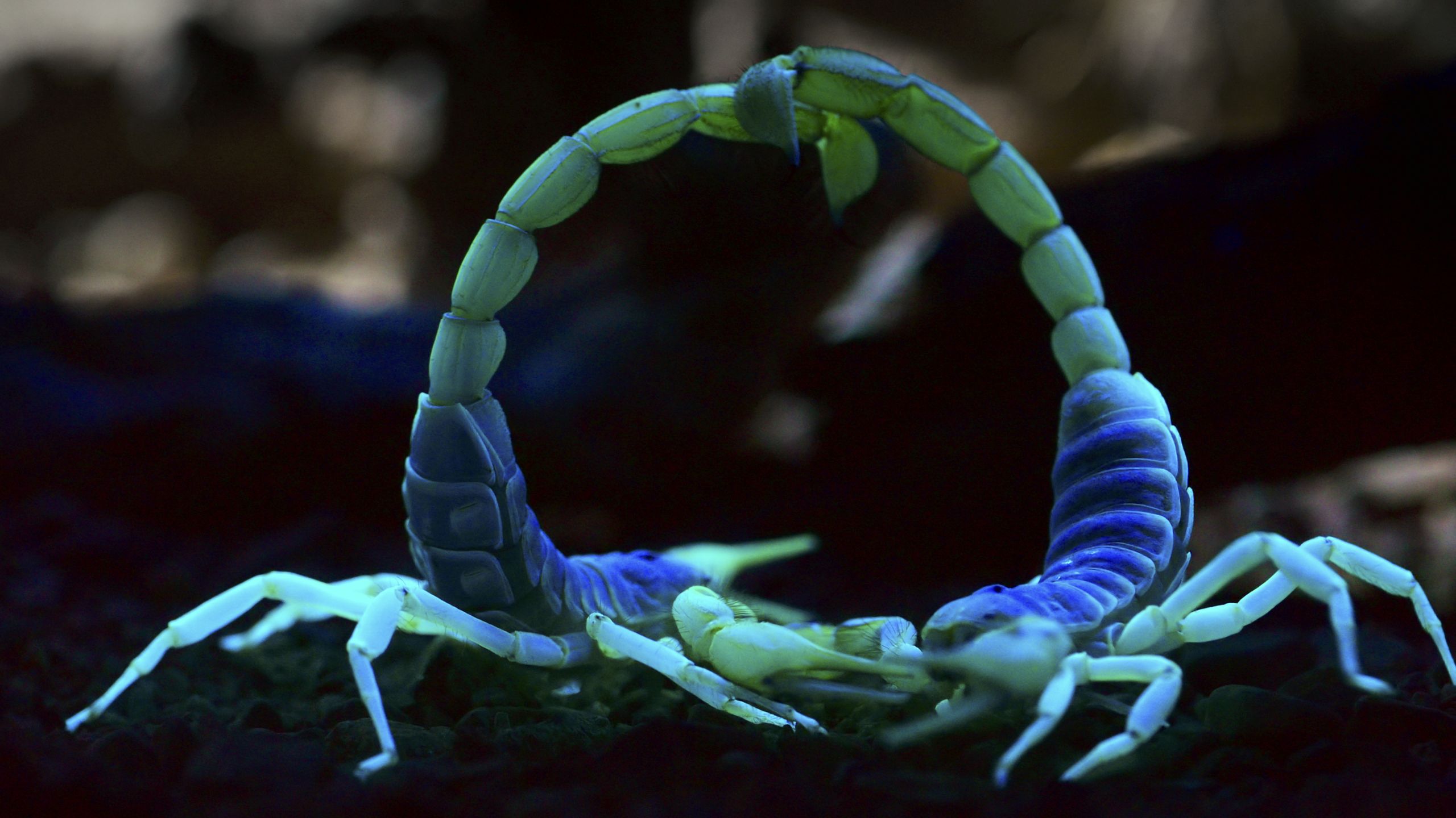 Night on Earth – Netflix | What to Watch