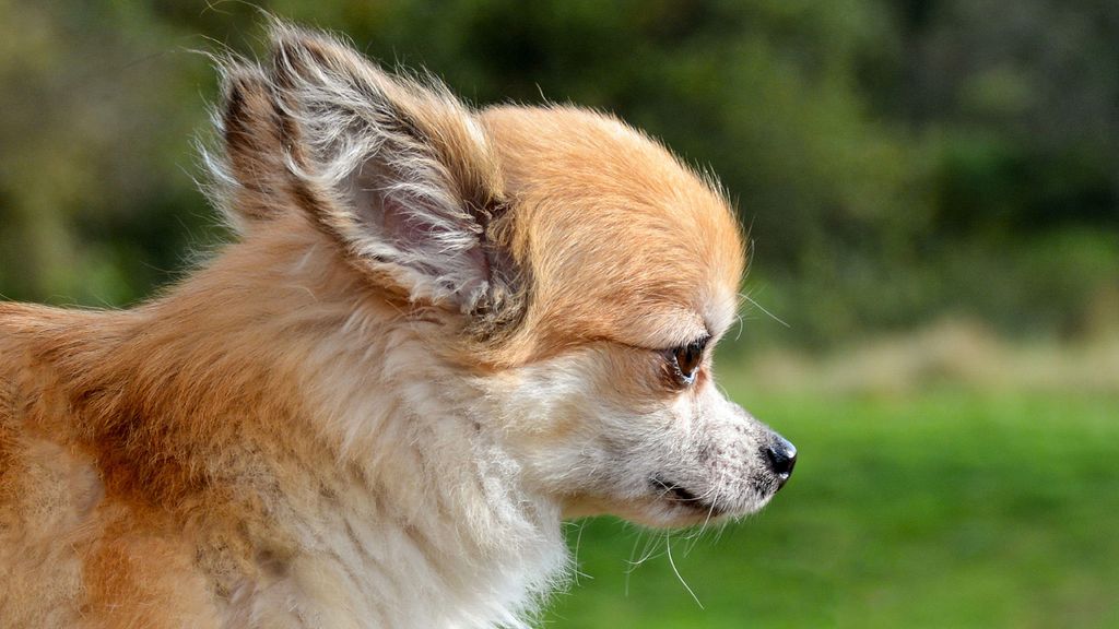 23 brachycephalic dog breeds and their health issues | PetsRadar