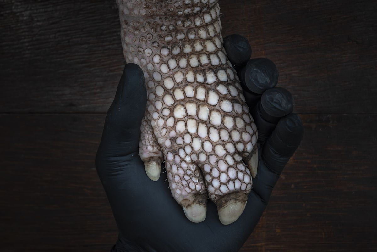 Images capturing a starving tiger, fighting bison and pit of vipers ...