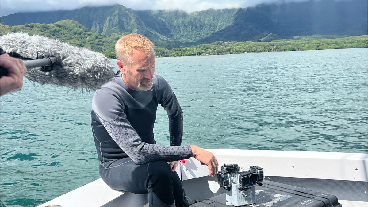 How to watch SharkFest 2023: National Geographic's month of shark ...