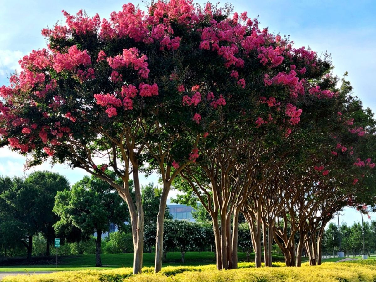 What Trees Bloom In Summer: Best Summer Flowering Trees | Gardening ...