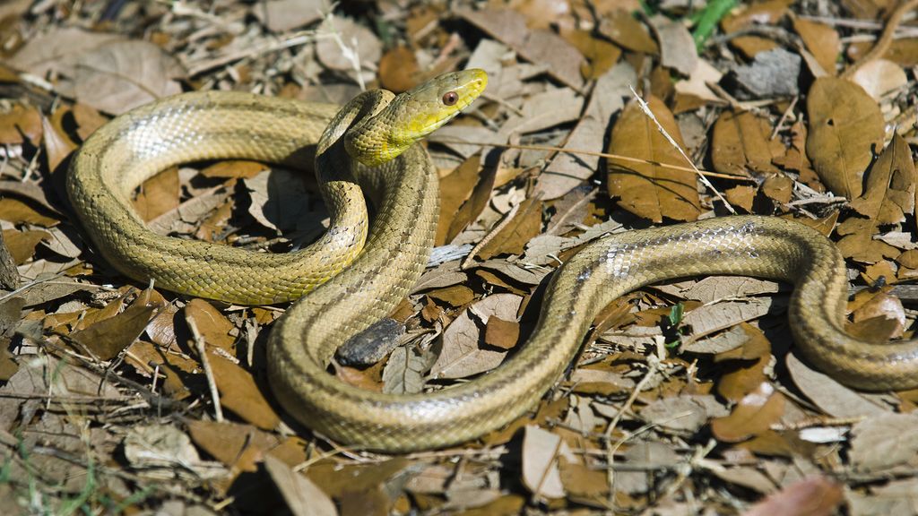 Rat snake facts | Live Science