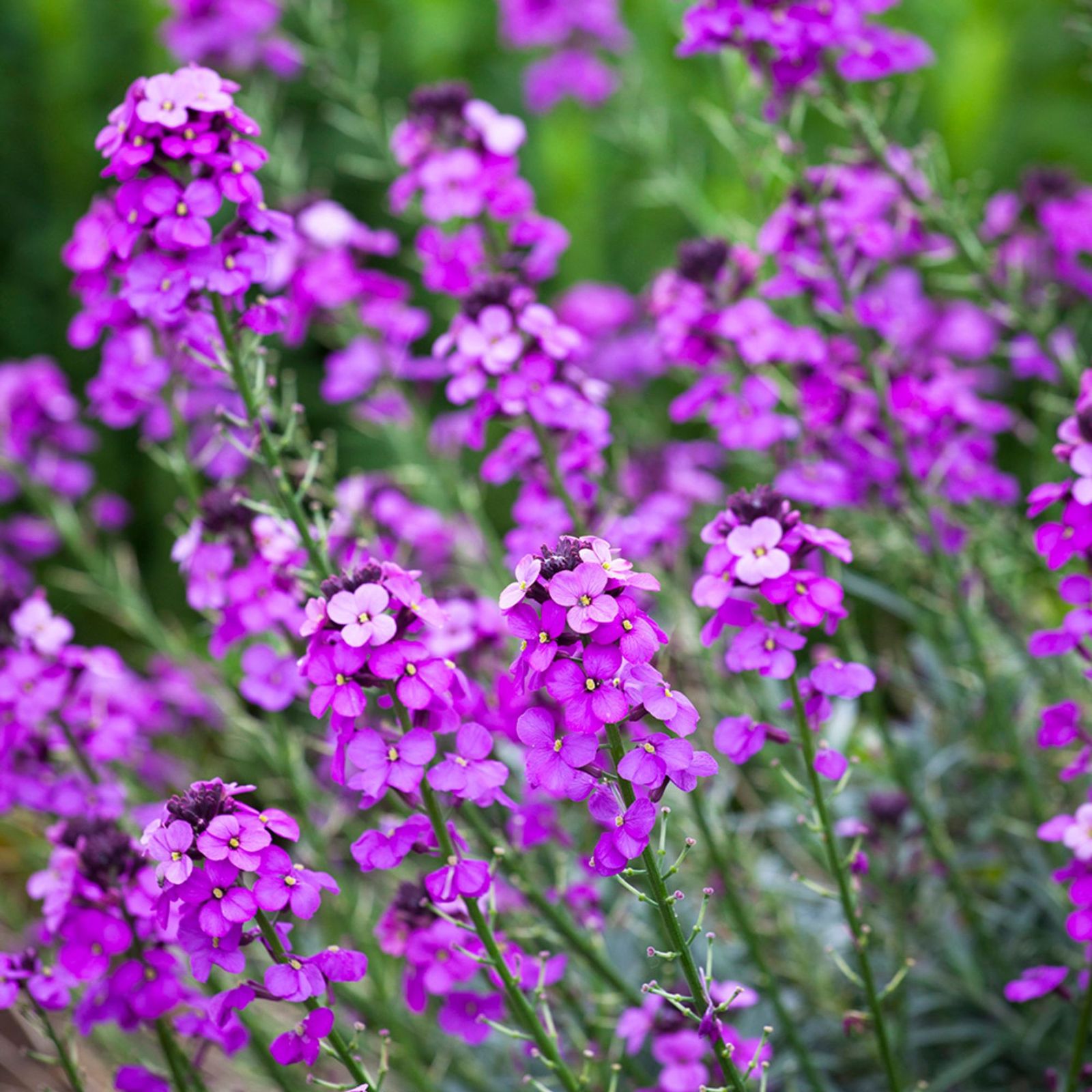 The best wallflowers to plant now, according to experts | Ideal Home