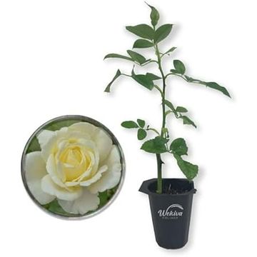 Can roses grow in the shade? Expert gardeners offer advice | Homes and ...