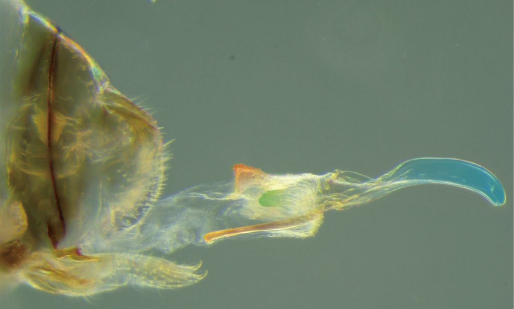 In Photos: Cave Insects With Sex-Reversed Genitals | Live Science