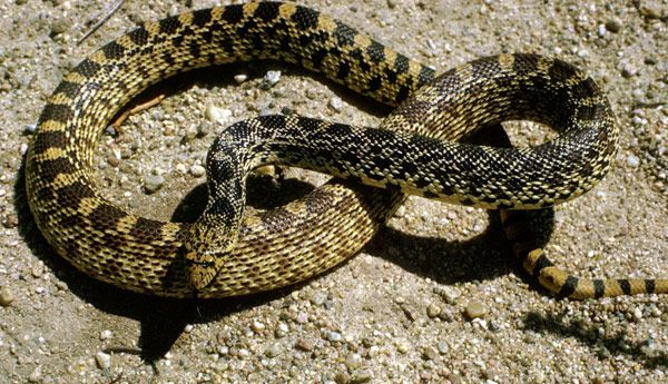 Image Gallery: Snakes of the World | Live Science