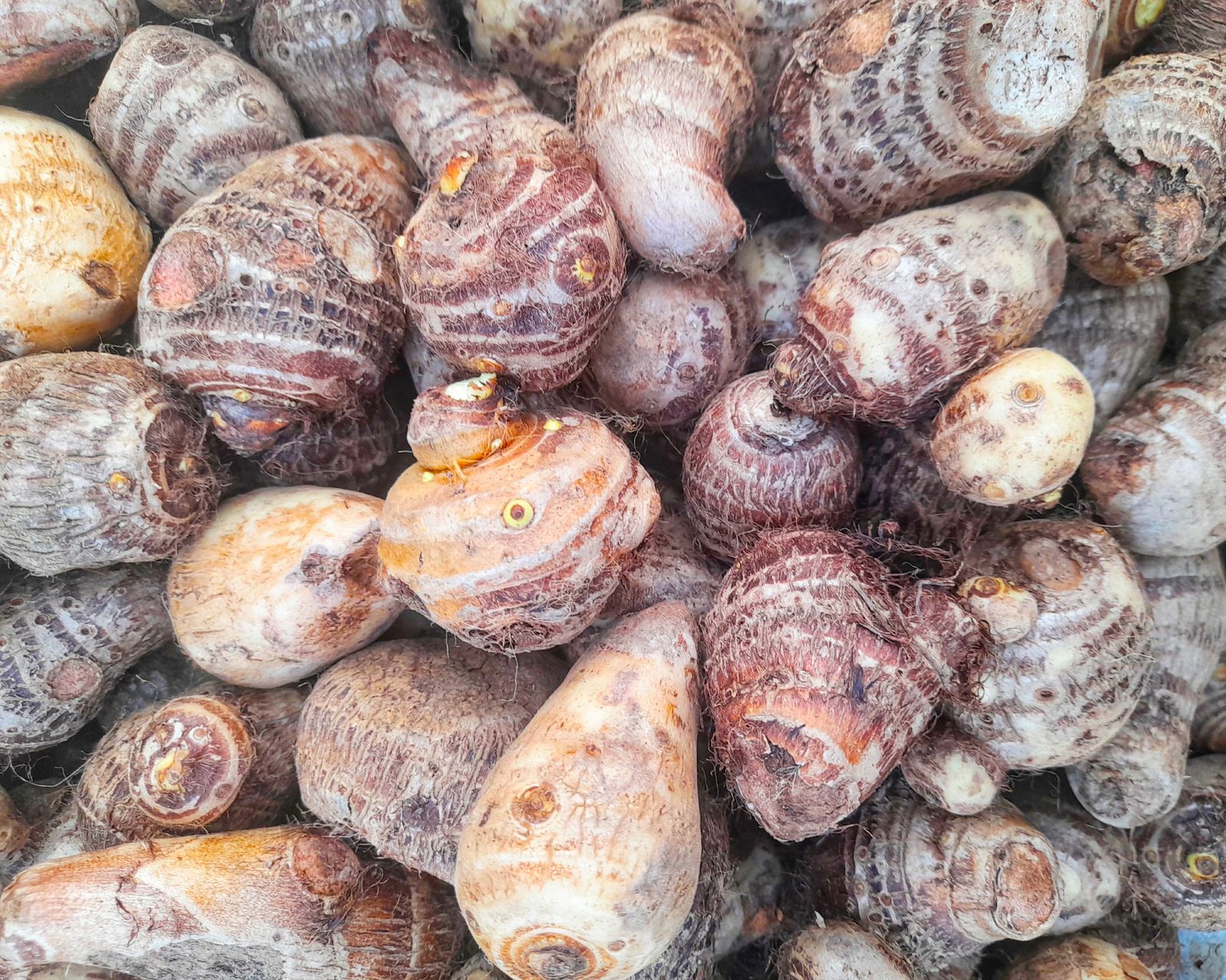 How to Store Elephant Ear Bulbs to Grow Again Next Year | Gardening ...