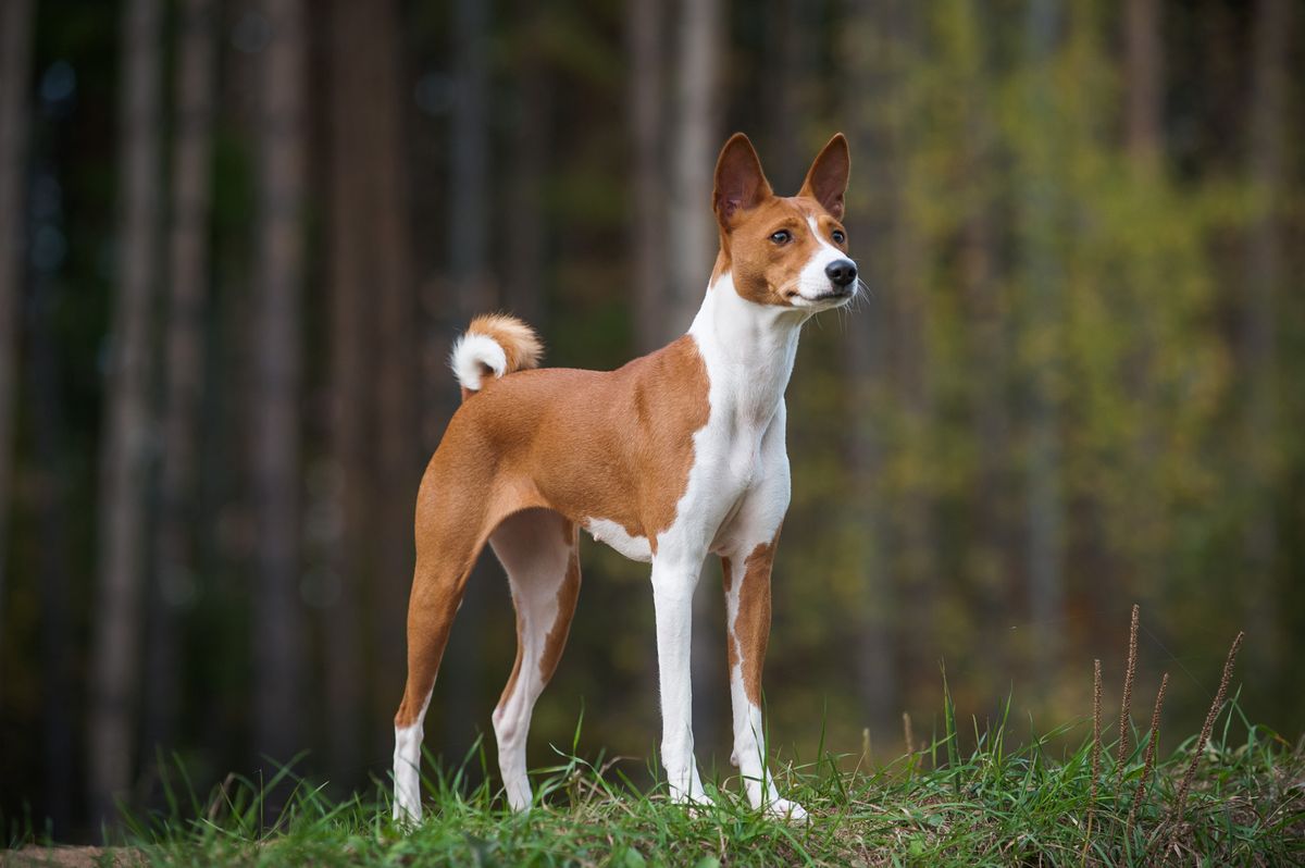 18 scent hounds known for their powerful noses | PetsRadar