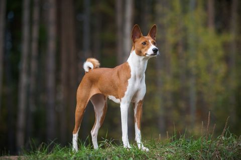 18 scent hounds known for their powerful noses | PetsRadar