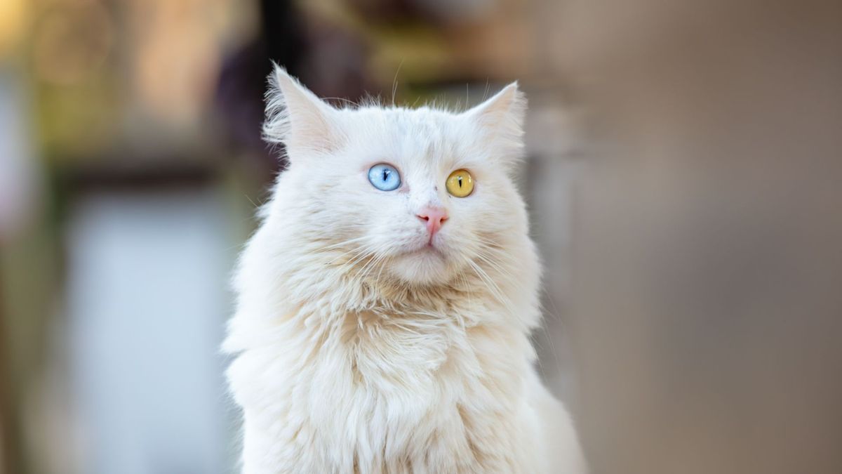 32 easiest cat breeds to train | PetsRadar