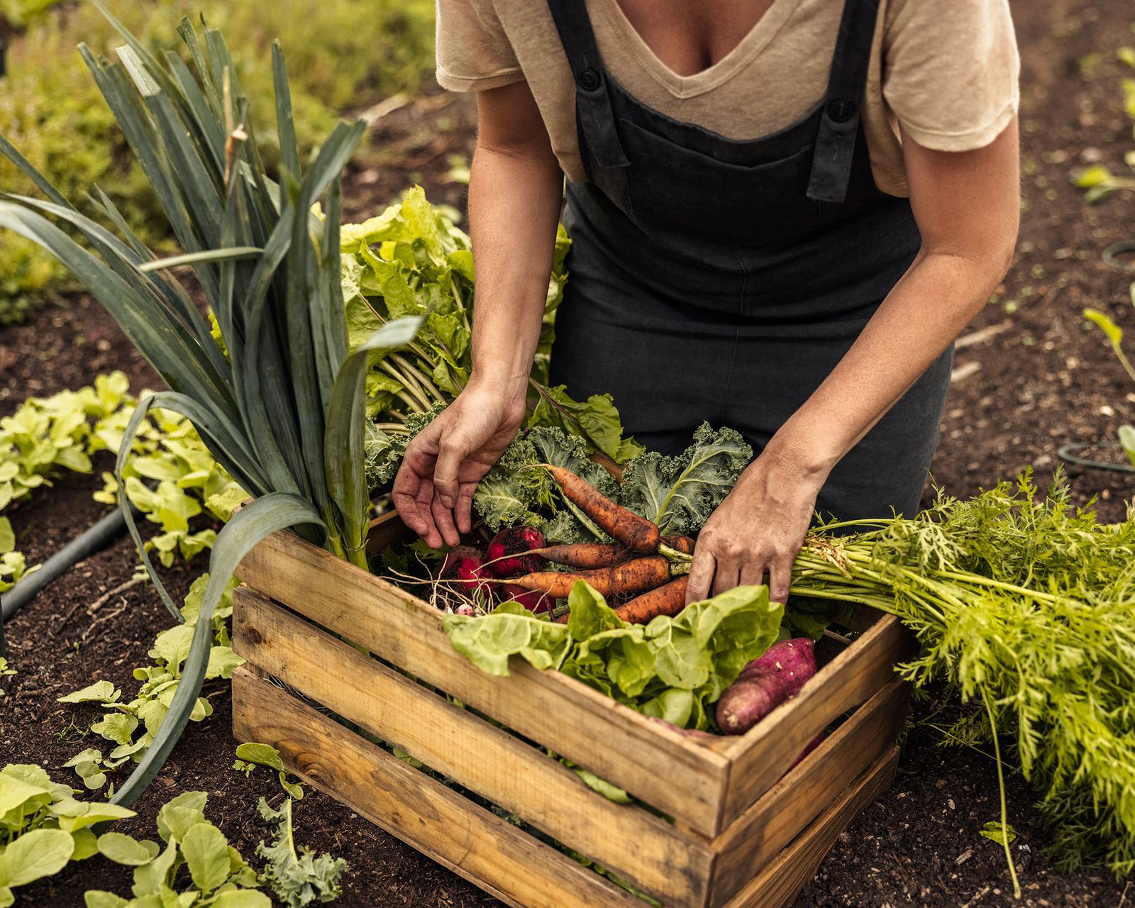 Crop rotation: a guide to healthier, more abundant veg | Gardeningetc