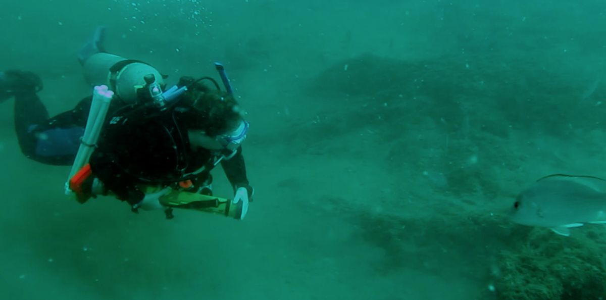 Images of a Primeval Underwater Forest Revealed: Page 3 | Live Science