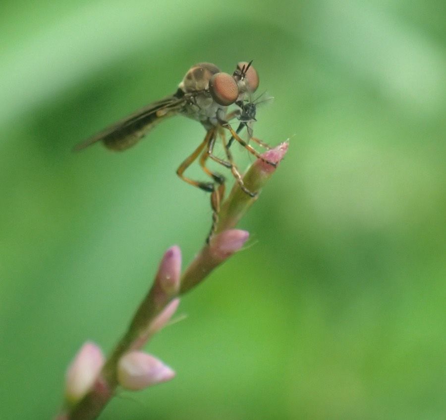 In Photos: Amazing Fly Eyes | Live Science