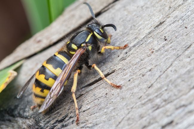 5 Weird Effects of Bug Bites | Live Science