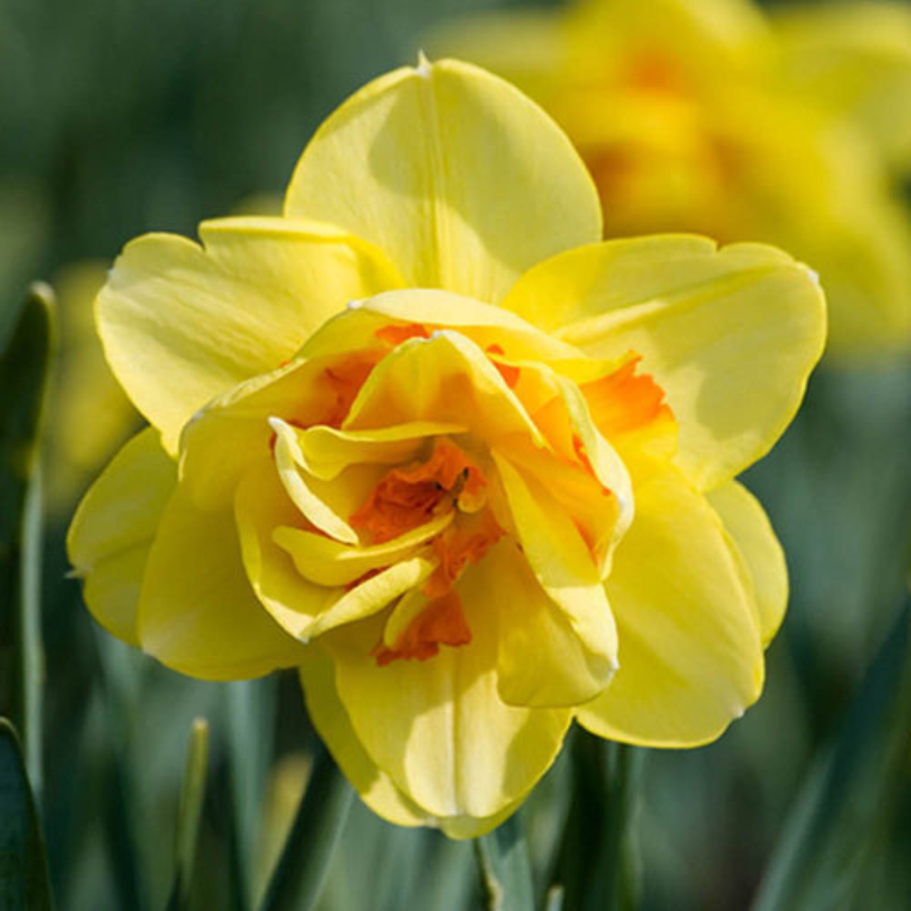 When to plant daffodil bulbs – timing is everything | Ideal Home