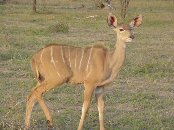 In Photos: The Wild Cats of Kruger National Park | Live Science