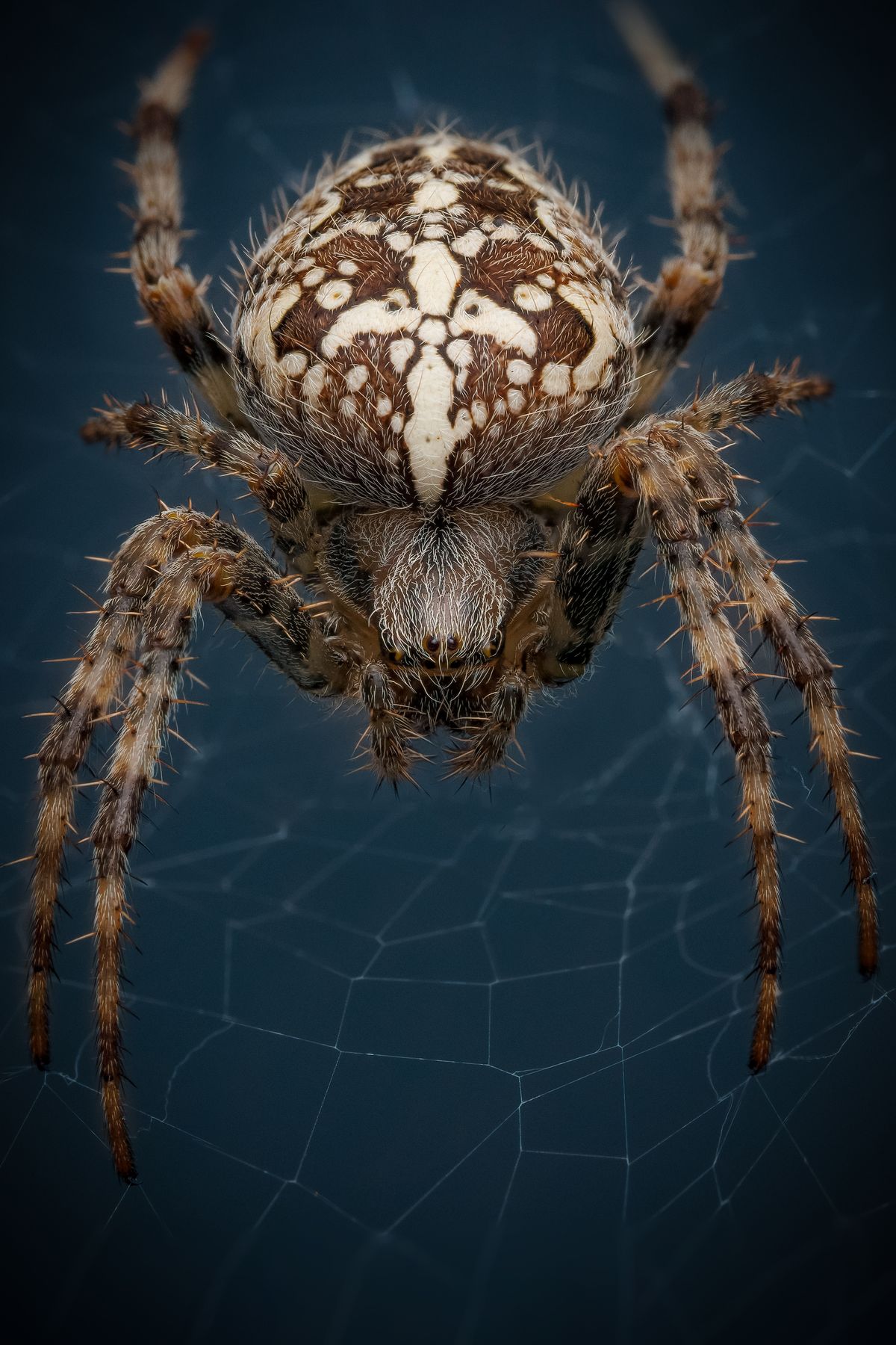 Explore the secret world of insects in this free online photo ...