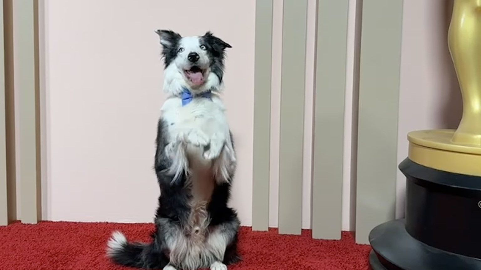 Meet Messi, the Anatomy of a Fall dog, who's now a big star | What to Watch
