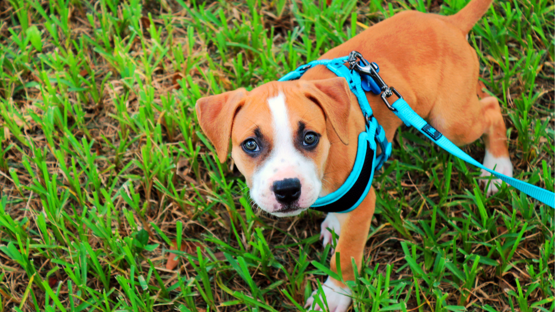 How to put a harness on a puppy: Step-by-step trainer’s guide | PetsRadar