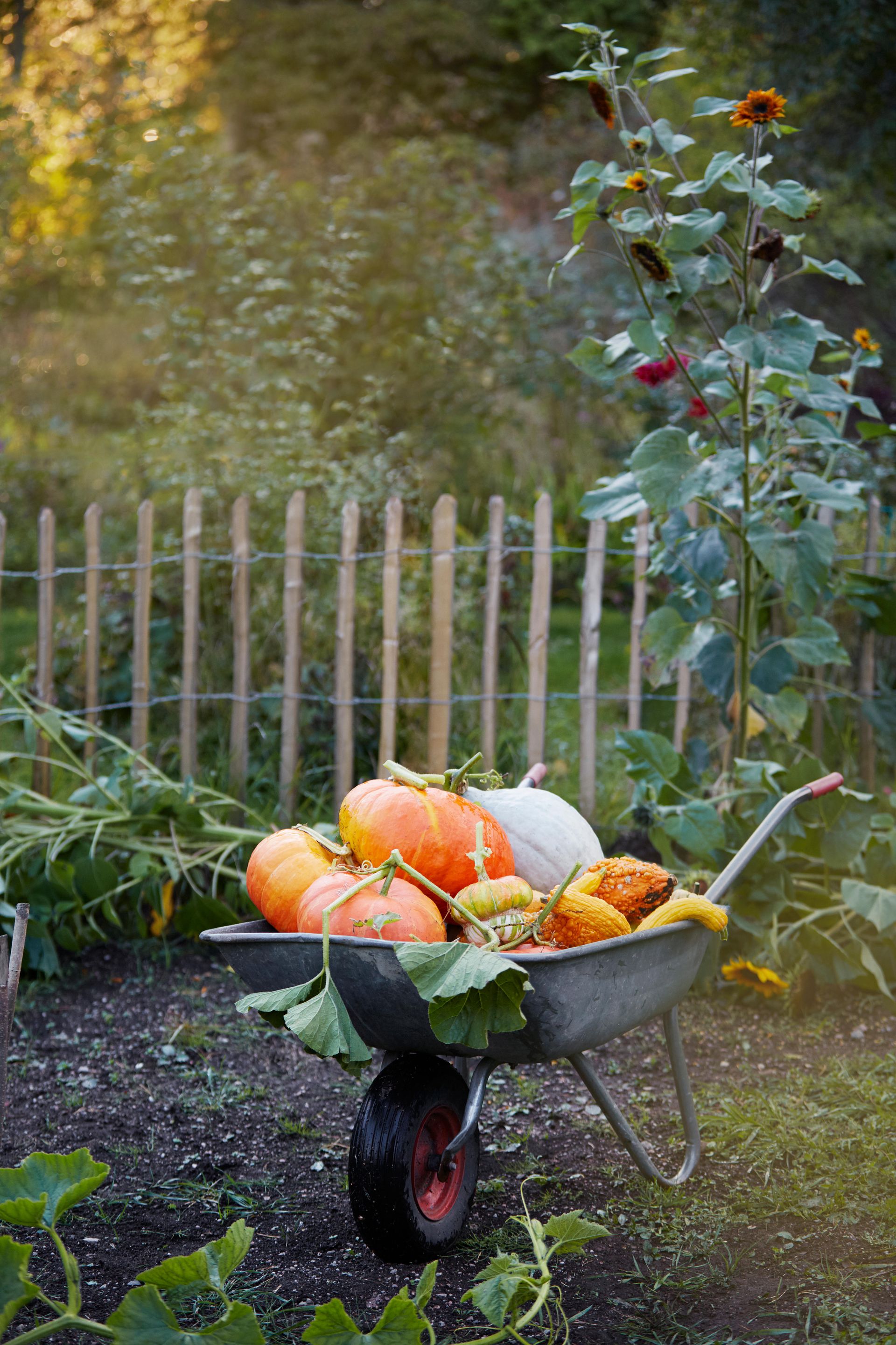 How to tell if your pumpkins are ready to pick, from experts | Livingetc