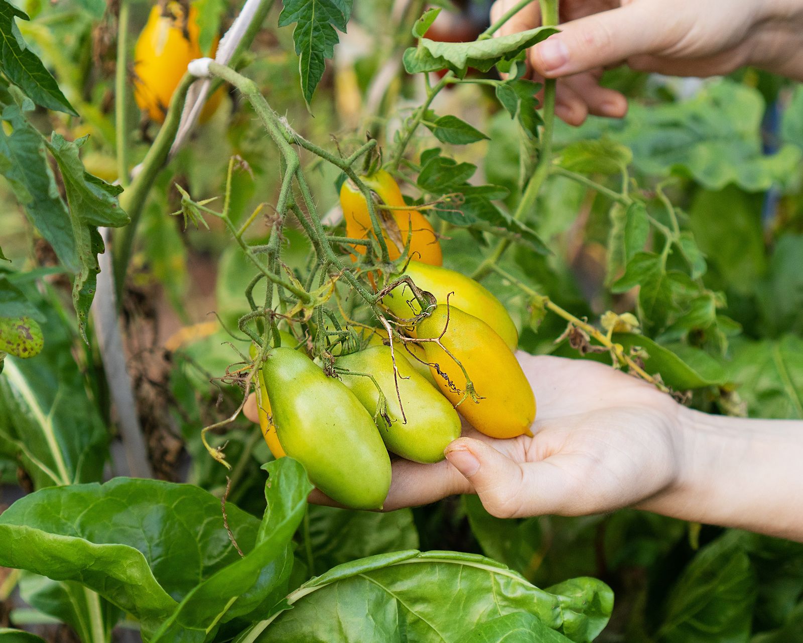 Best Determinate Tomatoes: Compact Varieties With Big Yields ...