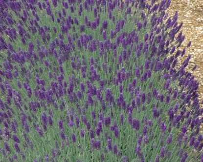 Types of lavender: 15 stunning varieties to grow | Gardeningetc