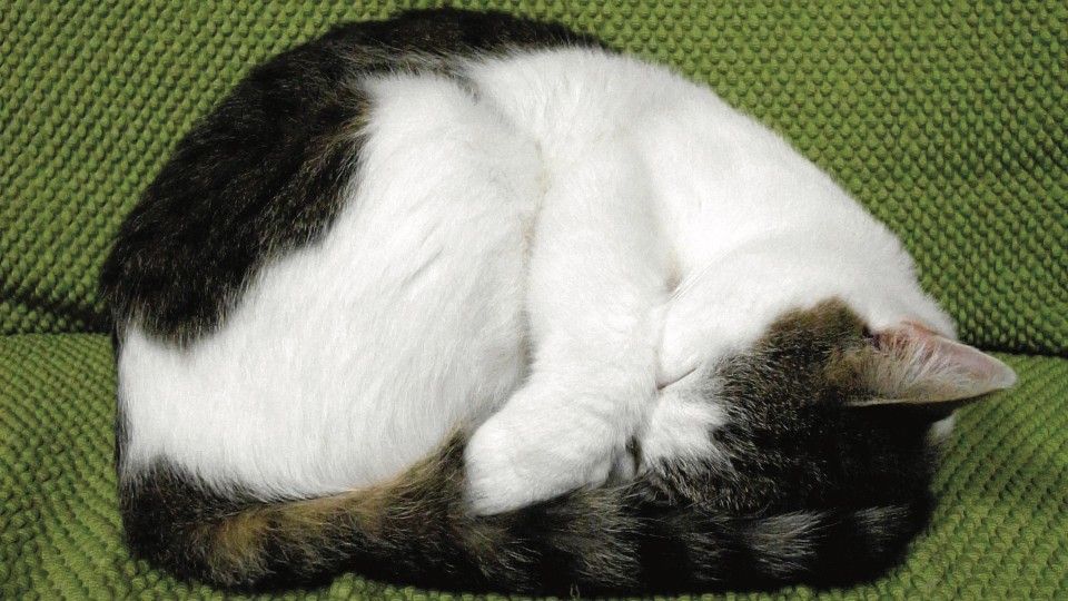 Why is my cat twitching in their sleep? Vet's guide to dreaming vs ...