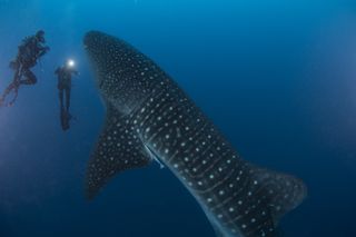 Sharks: Facts about some of the ocean's top predators | Live Science