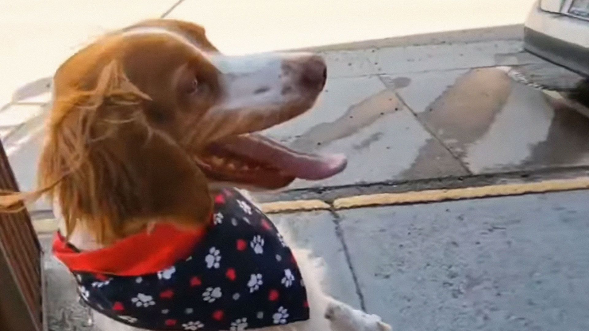 How Dexter the dog survived a horrific accident and now walks like a ...