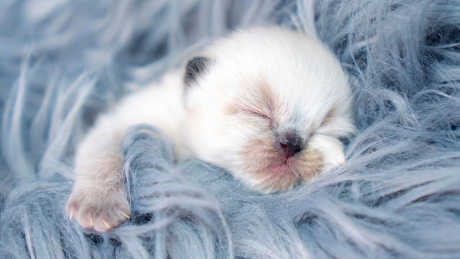 32 differences between a kitten and a cat | PetsRadar