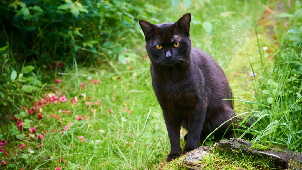 Hybrid cat breeds – and a few unusual breed mixes | PetsRadar
