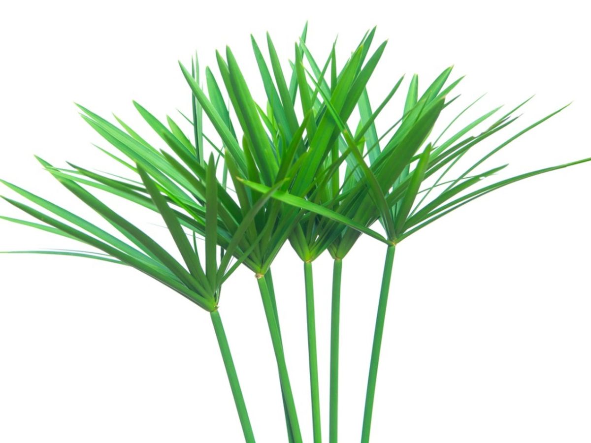 Types Of Umbrella Sedge Plants - What Is Umbrella Sedge Weed ...