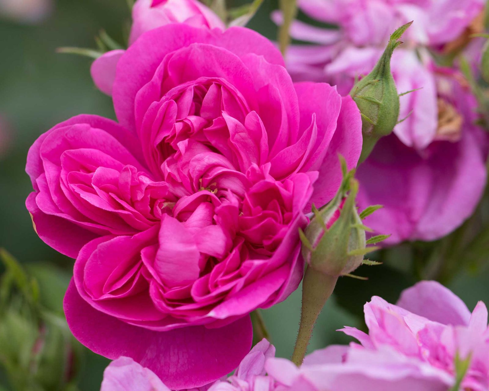 Roses care and growing guide: expert tips for these blooms | Gardeningetc